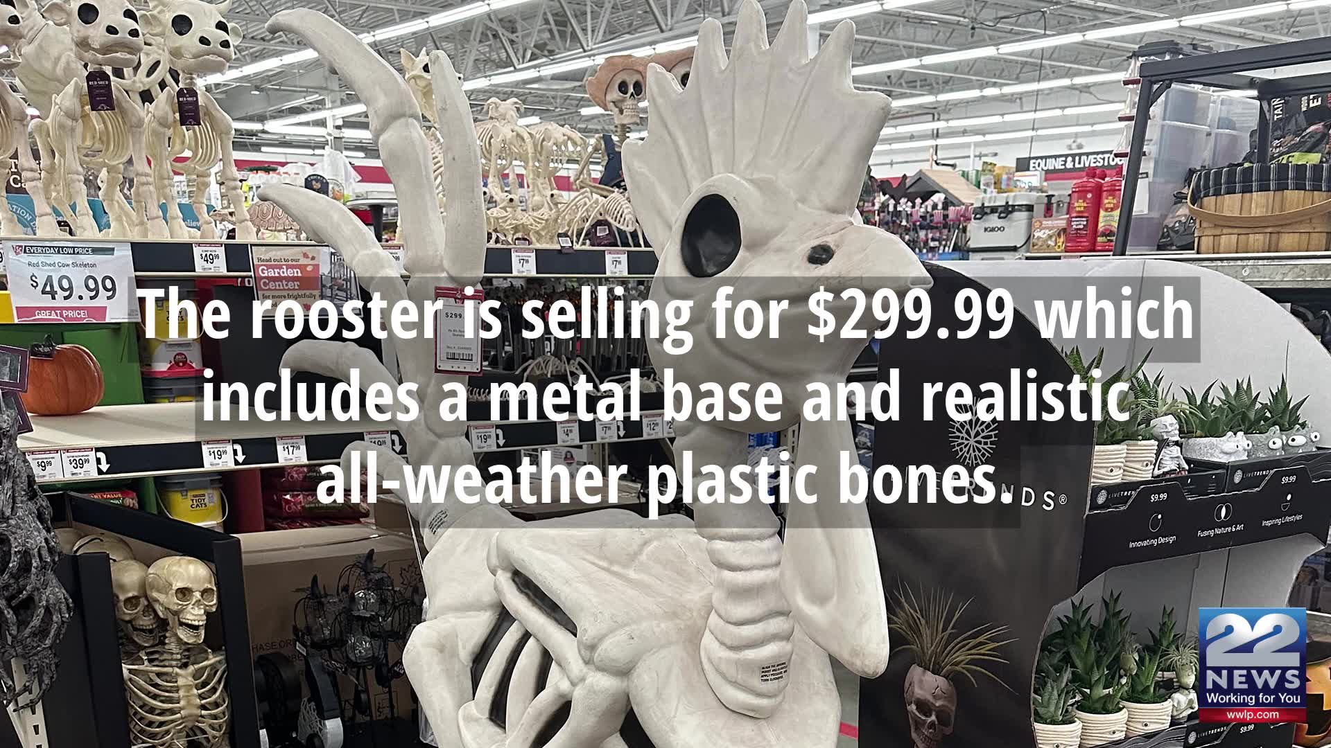 Move over giant skeleton, the rooster moves into stores – WWLP