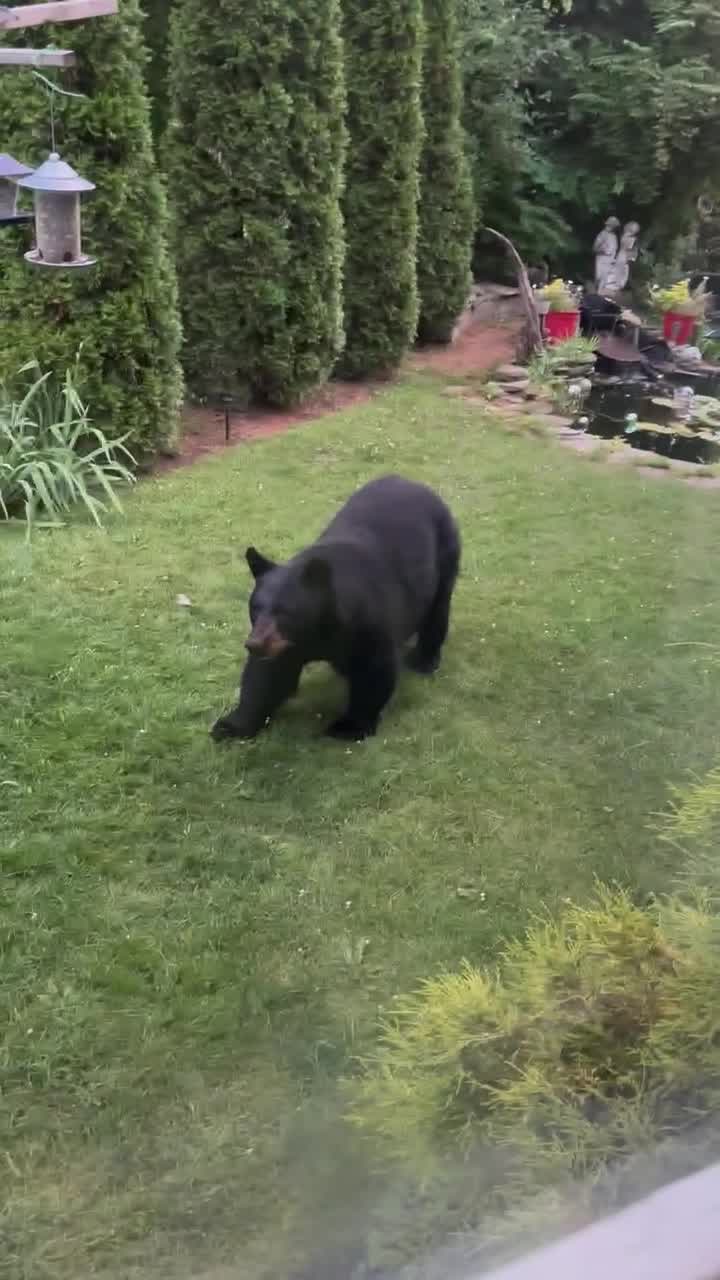 Bear in Greenfield backyard – WWLP