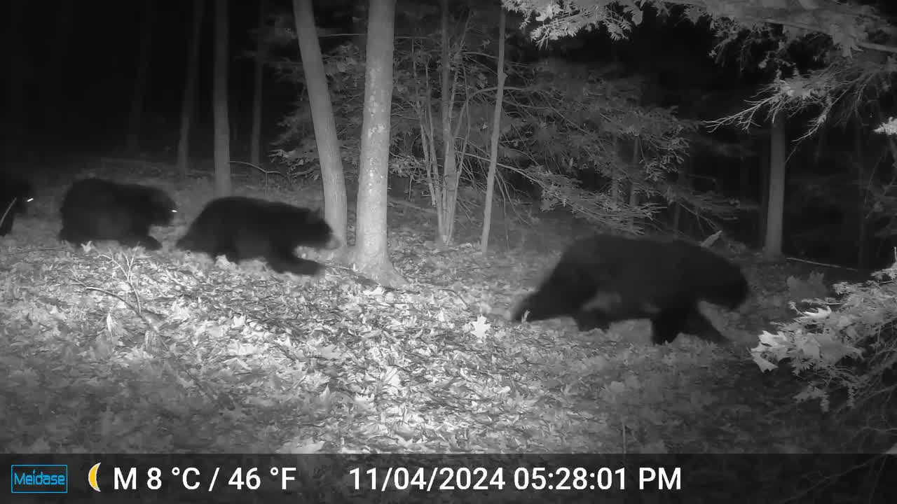 “Just following mom I guess,” Great Barrington bear family caught on ...