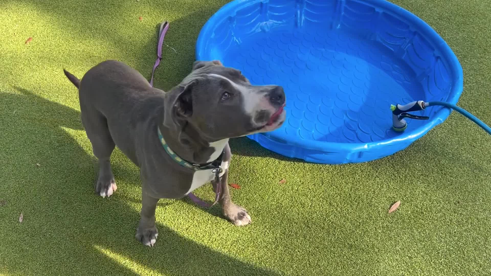 Charlie’s Choice: Meet a pup as sweet as her name – SNN News