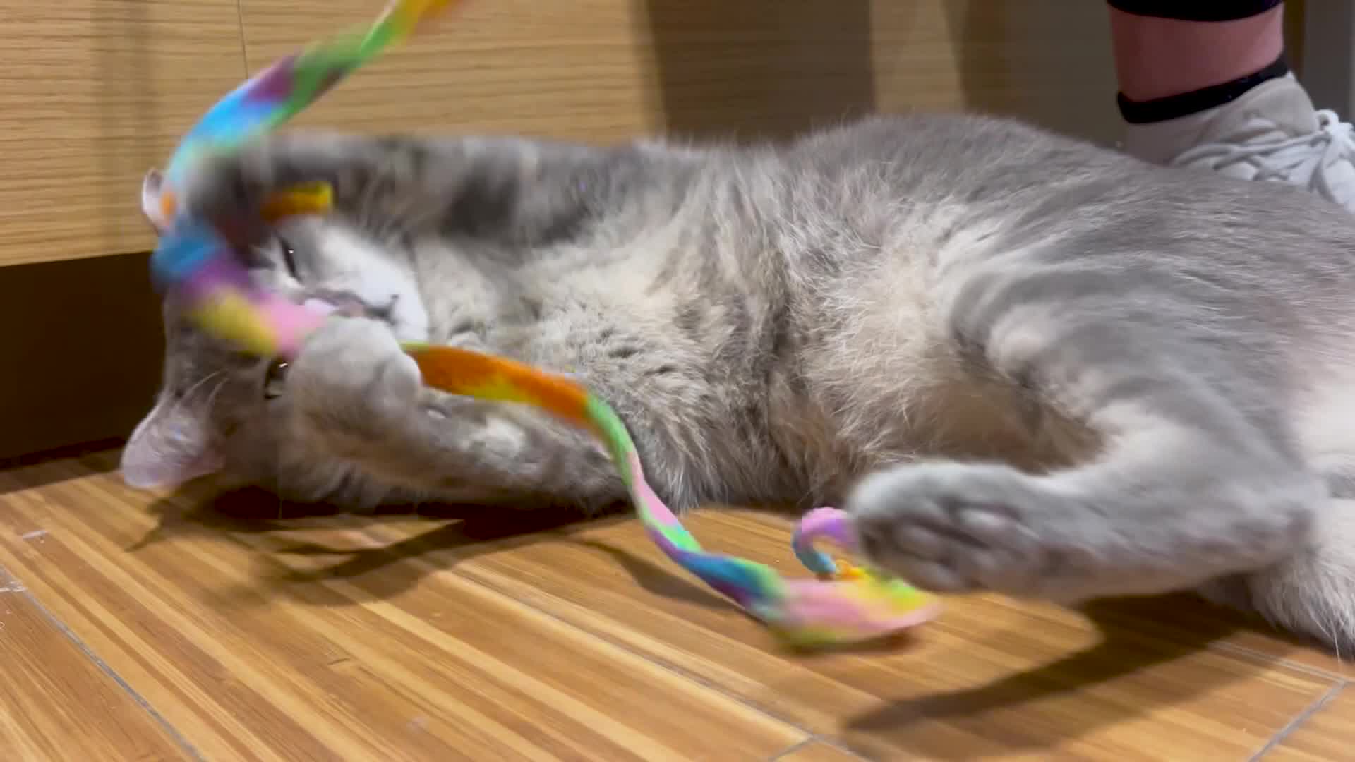 Charlie’s Choice: Sept. is ‘Happy Cat Month,’ adopt Pippin – SNN News