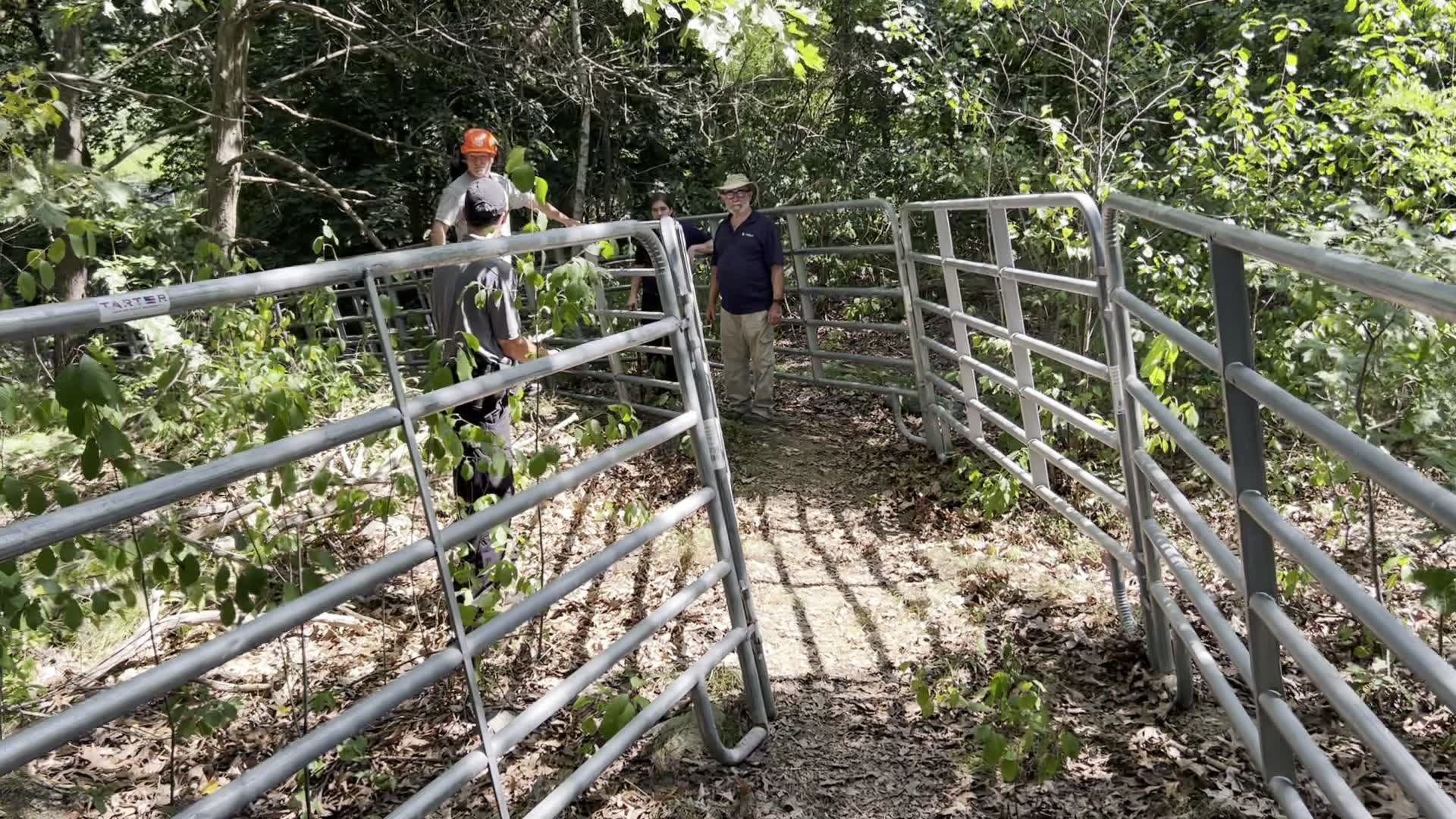Fenced path set up through the woods to catch Moodini – WWLP